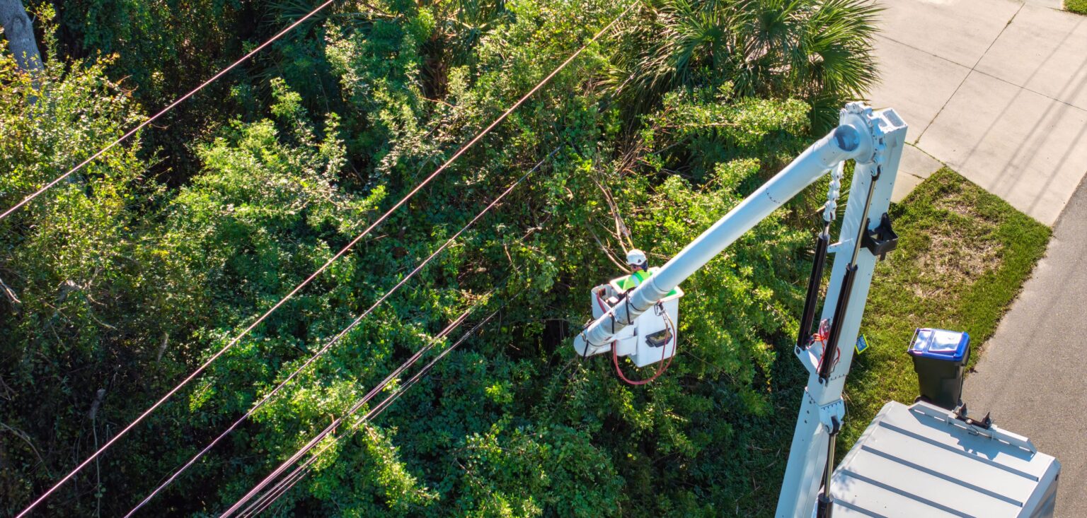 Arborização Urbana: O que é e como planejar